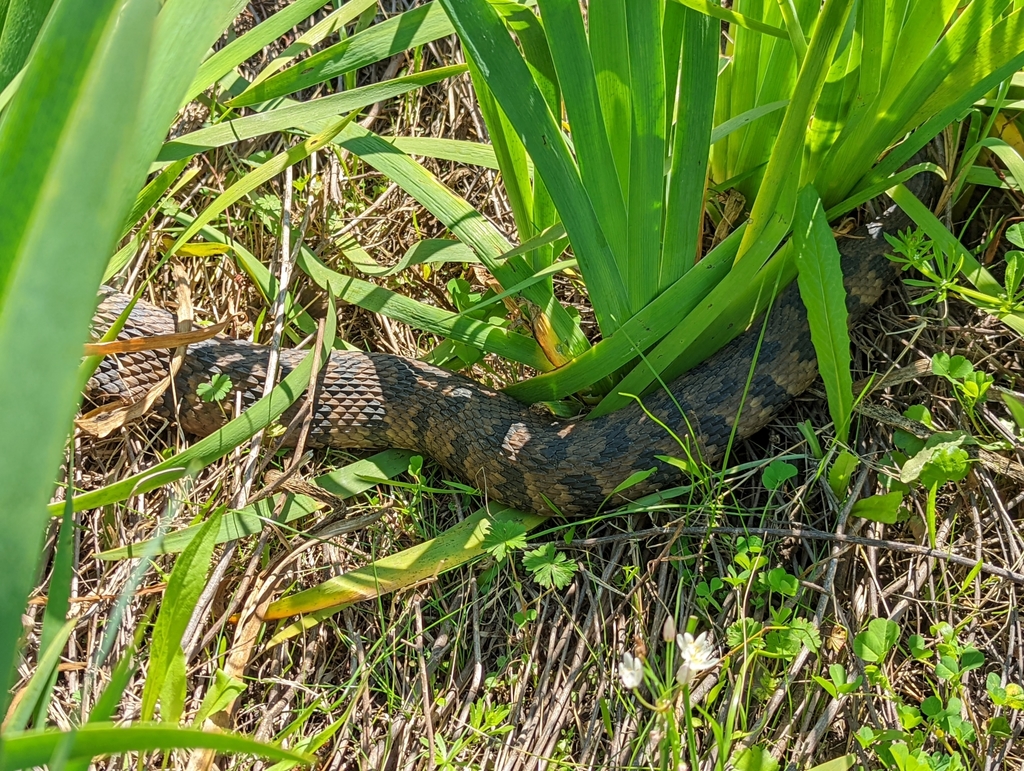 Diamondback Watersnake from Houston, TX 77062, USA on March 12, 2022 at ...