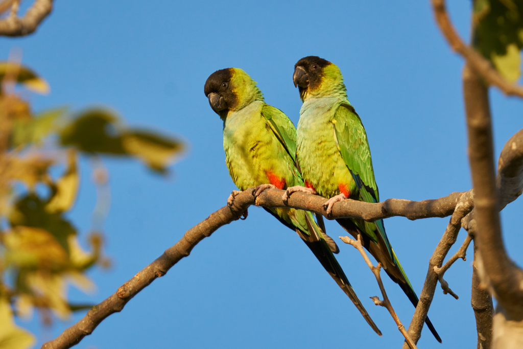 Nanday Parakeet (Wildlife of the United States - Birds Pt.1) · iNaturalist