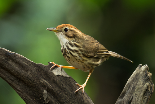 Subspecies Pellorneum ruficeps euroum · iNaturalist