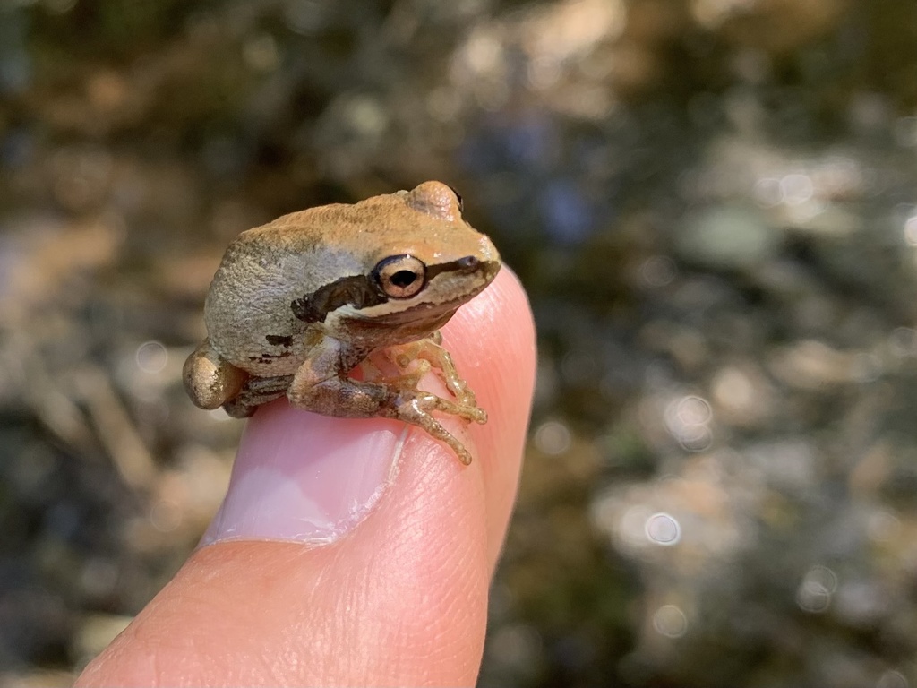 Baja California Tree Frog from Coast Rte, Santa Barbara, CA, US on ...