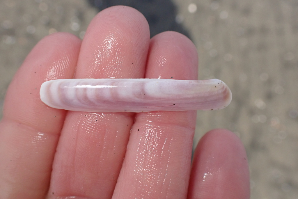 Solen rostriformis (navajas del mundo) · iNaturalist