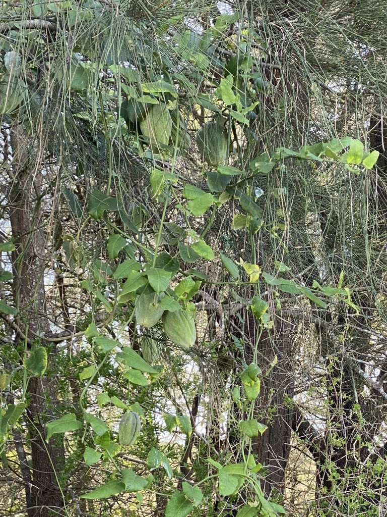 Moth Vine from Sydney NSW, Australia on March 16, 2022 at 06:07 PM by ...