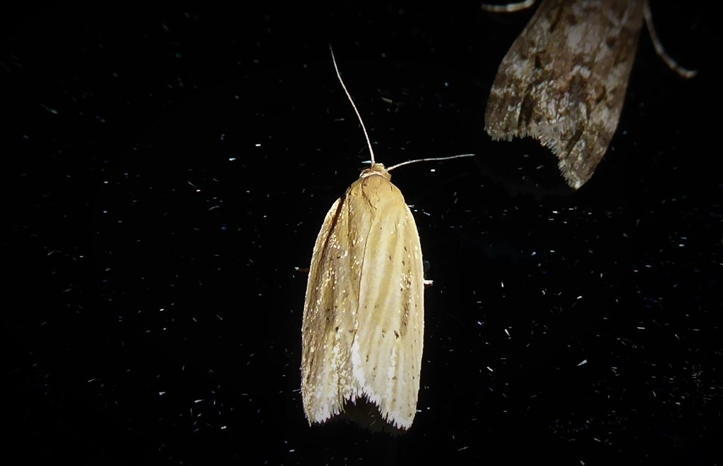 Yellow Field Bell Moth from Waikouaiti, New Zealand on February 11 ...