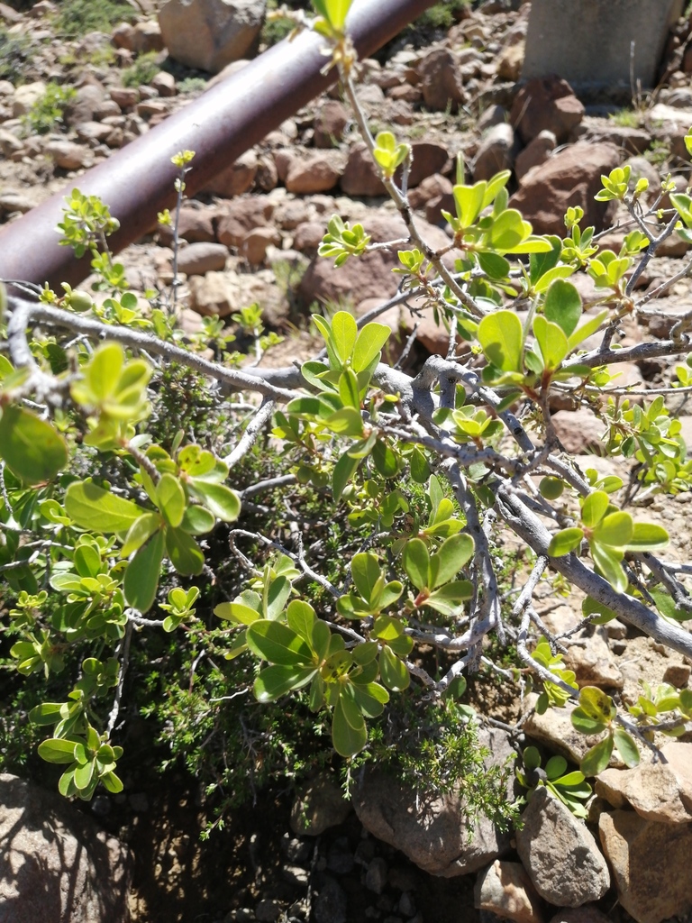 Bluebush from Mbini, South Africa on December 07, 2021 at 10:22 AM by ...