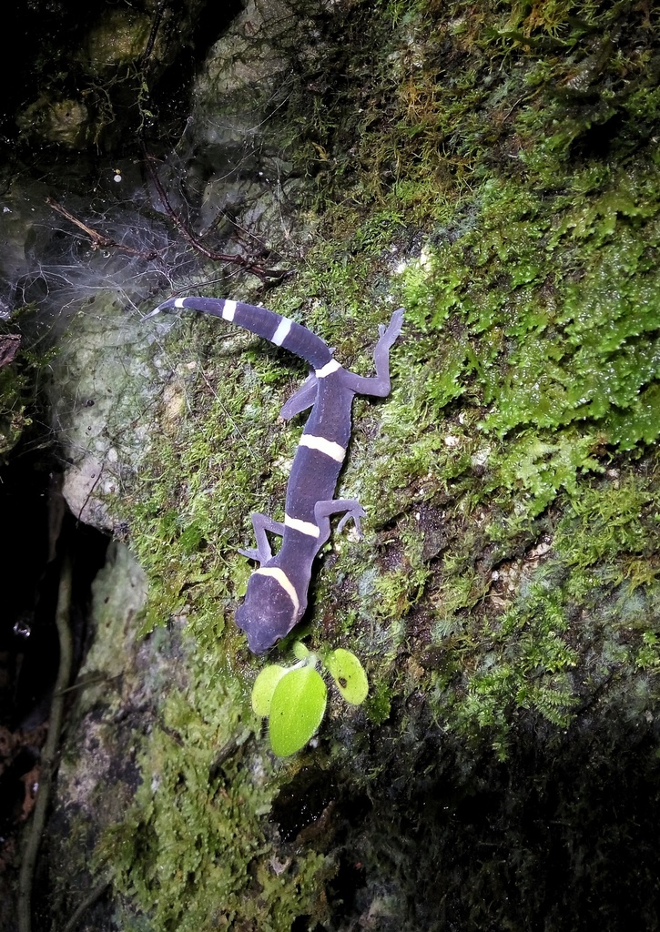 Chinese Cave Gecko in July 2016 by 通通 · iNaturalist