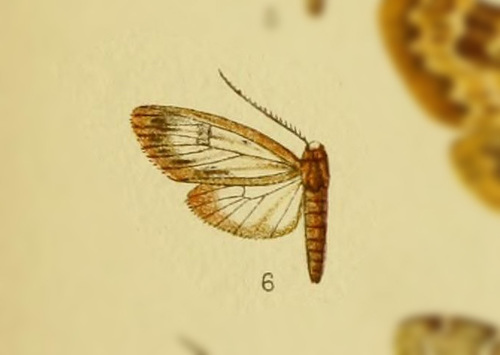Ischnocampa remissa · iNaturalist