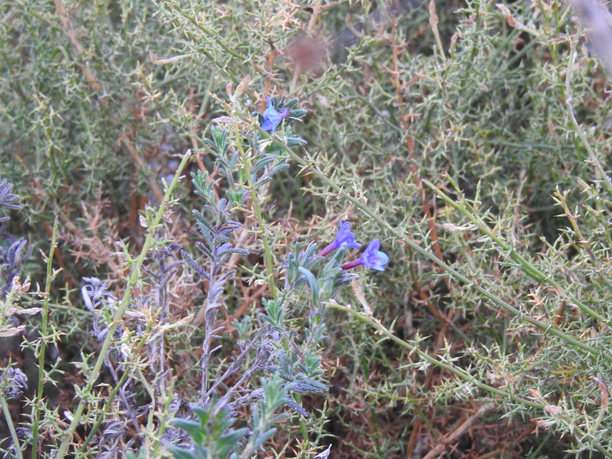 Glandora prostrata subsp. lusitanica (Samp.) D.C.Thomas