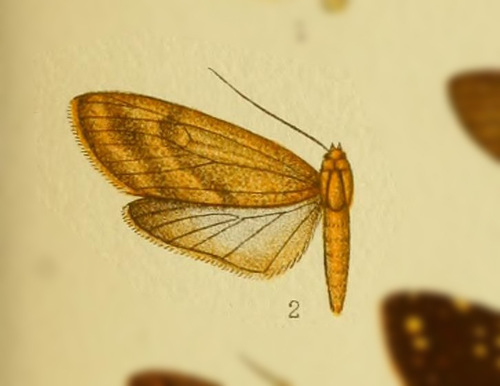 Ischnocampa ignava · iNaturalist