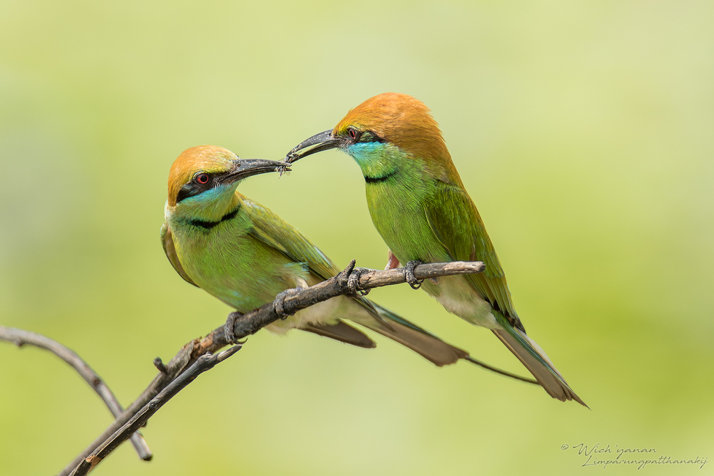 Merops orientalis ferrugeiceps from Phang Rat, Klaeng District, Rayong ...