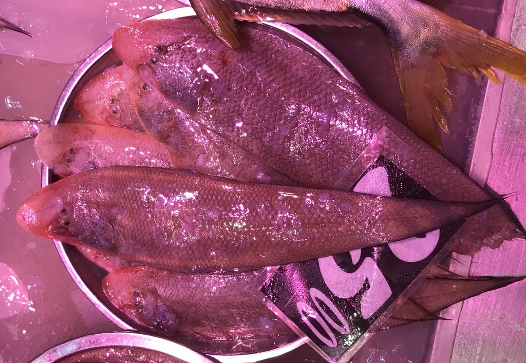 Tonguefishes from Pui O area on July 26, 2017 by biobank-lantauhk ...