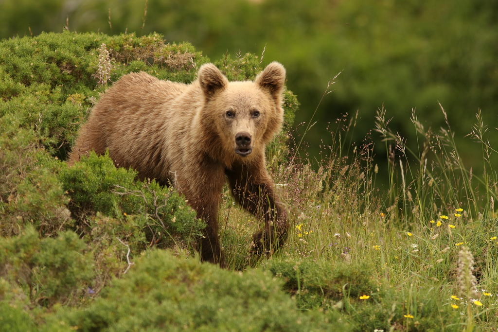 Eurasian Brown Bear (Ursus arctos arctos) - Know Your Mammals