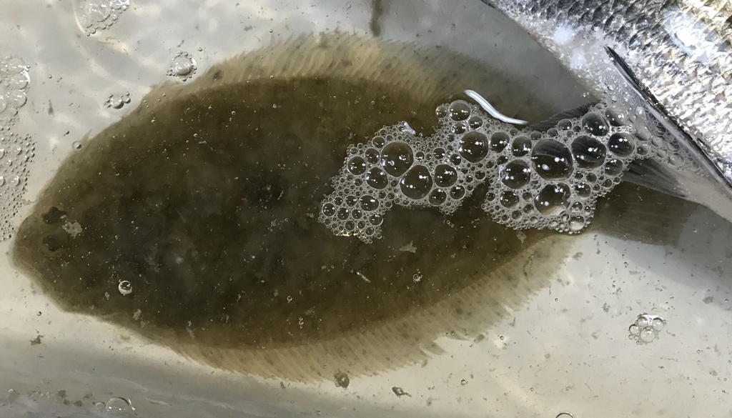 Largetooth Flounder from Pui O area on July 26, 2017 by biobank ...
