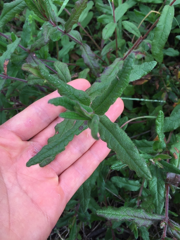 Cistus inflatus from Ervedosa, Ervedosa, Centro, PT on March 15, 2022 ...