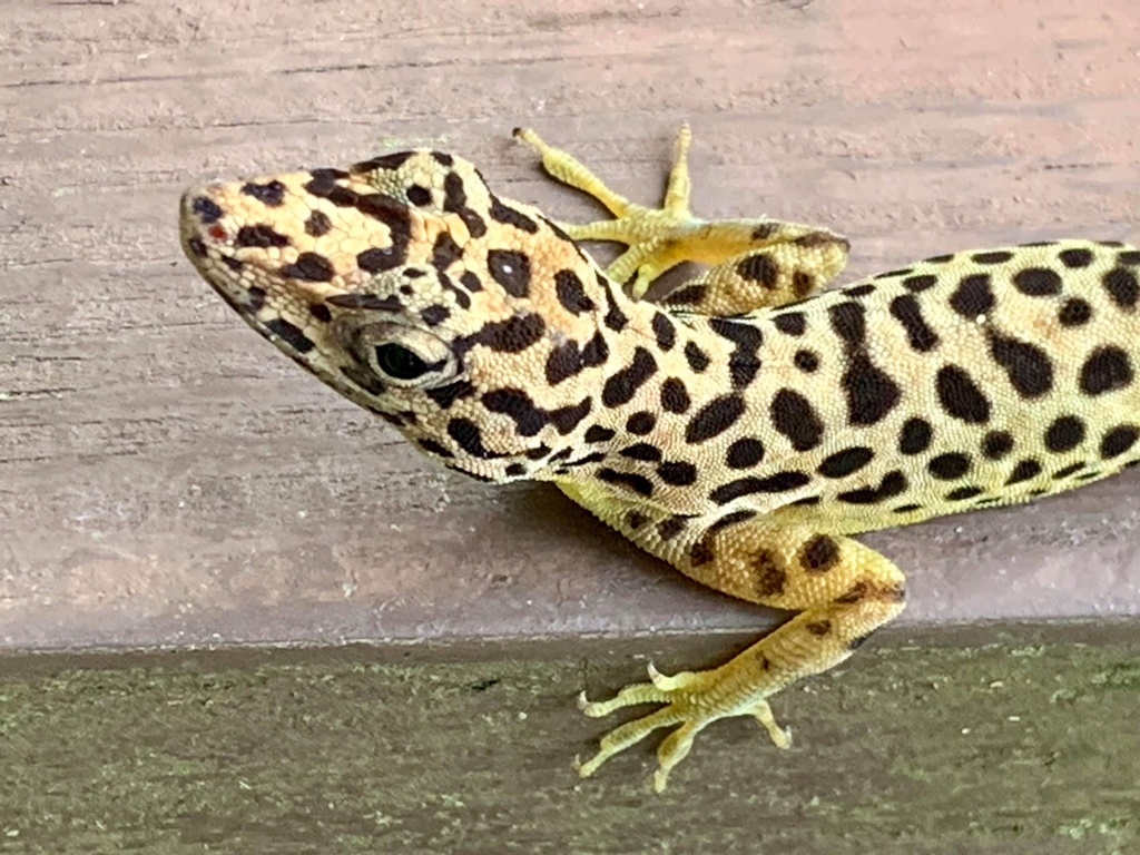 Saban Anole (Anolis sabanus) - Snakes and Lizards