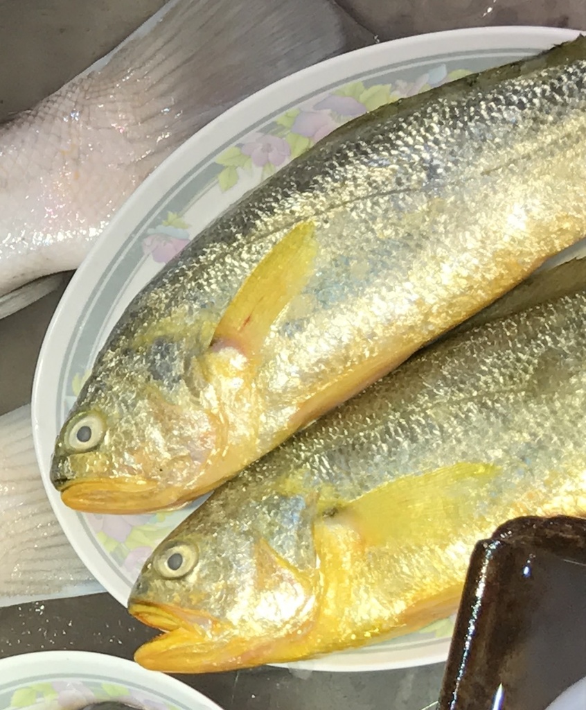 Large Yellow Croaker in July 2017 by biobank-lantauhk · iNaturalist