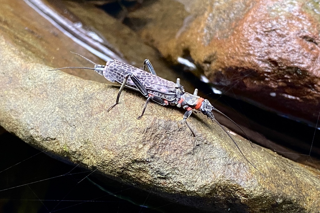 Otway Stonefly in March 2022 by Scott Rolph. Flew onto rock then began ...
