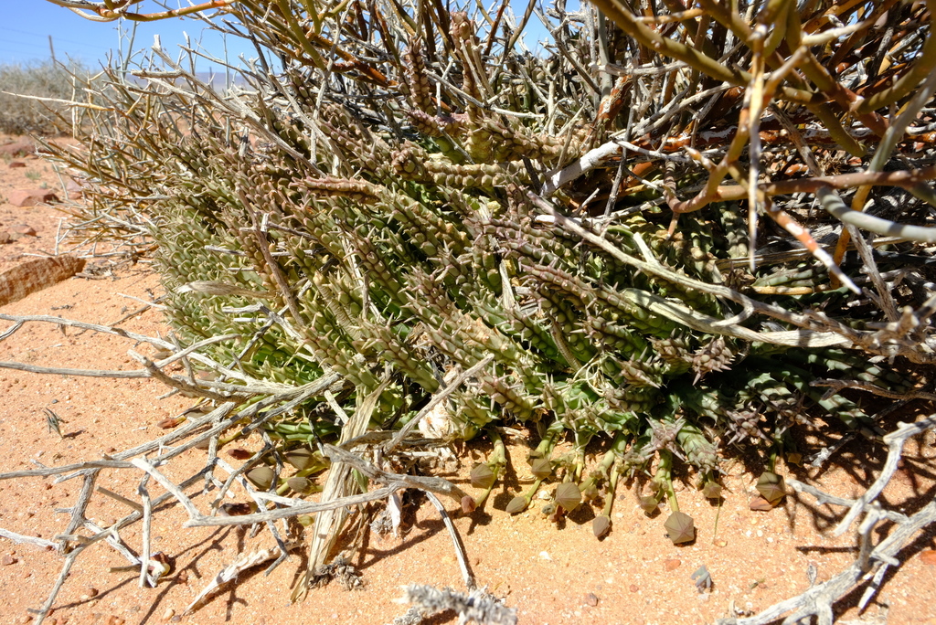 Tridentea marientalensis - plant details - WorldFloraDB