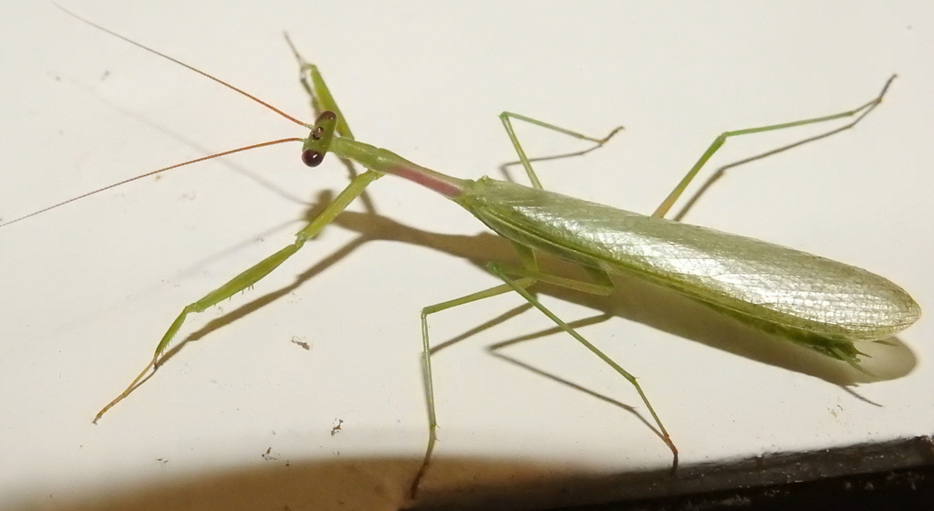 South African Mantis from Garden Route Botanical Garden on March 17 ...