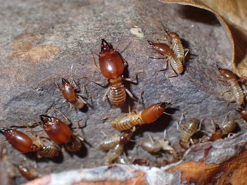 Macrotermes chaiglomi · iNaturalist
