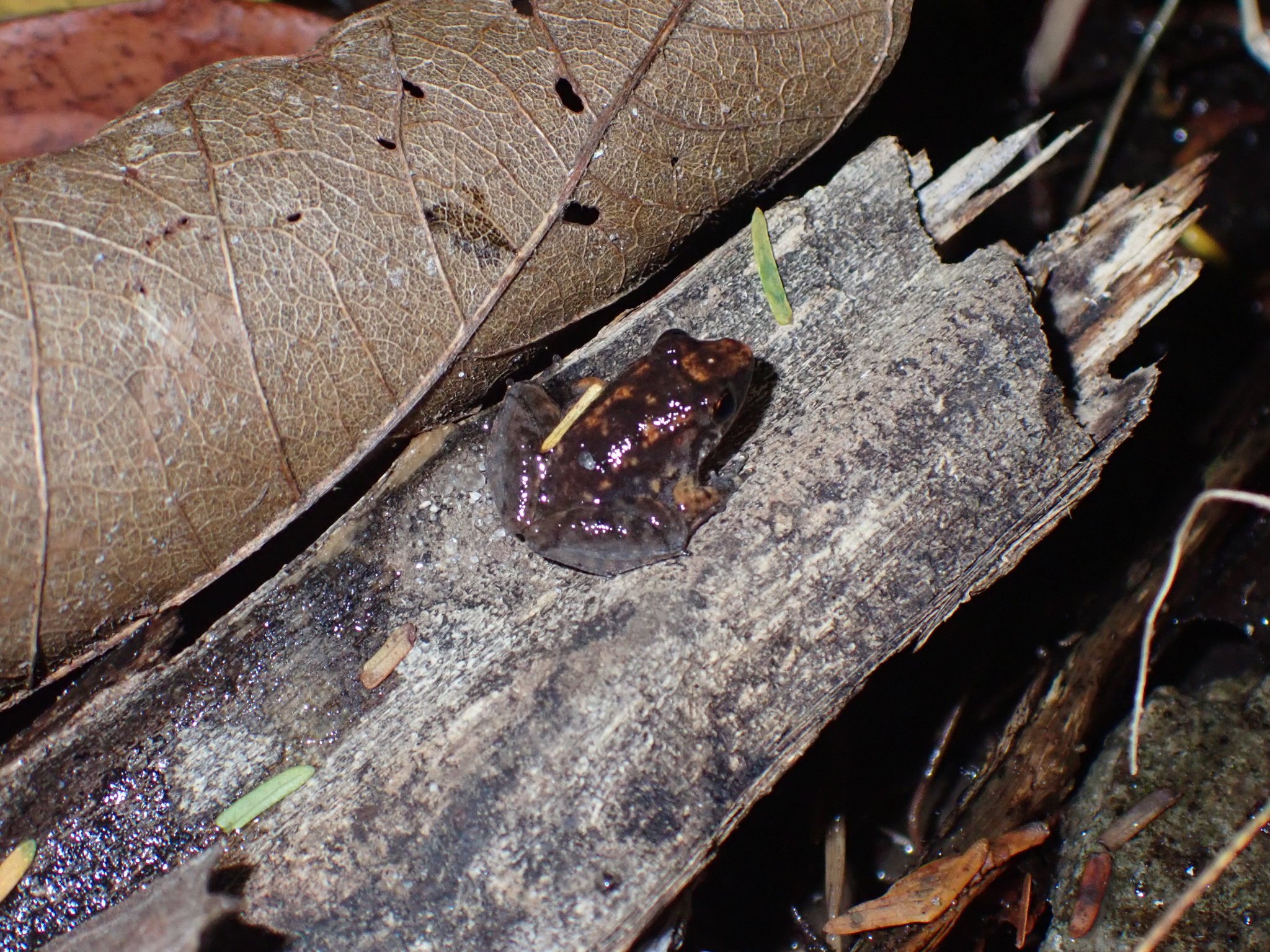 Limnonectes hascheanus (Stoliczka, 1870)