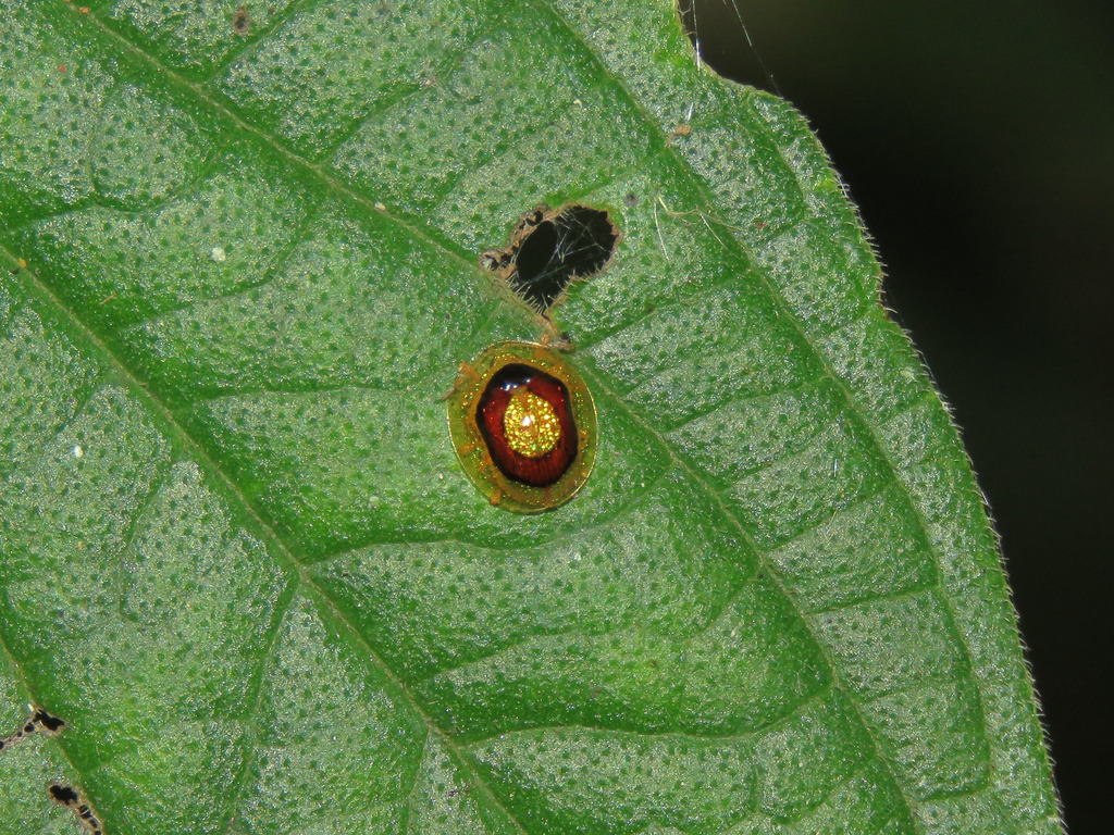 Microctenochira liquidata from Parque Natural Municipal de Nova Iguaçu ...