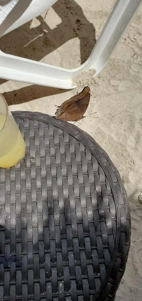 Jamaican Tailed Cecropian from Hanover Parish, Jamaica on March 17 ...