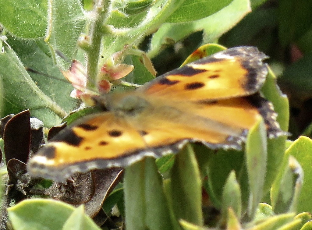 California Tortoiseshell from Marin County, CA, USA on May 20, 2018 at ...