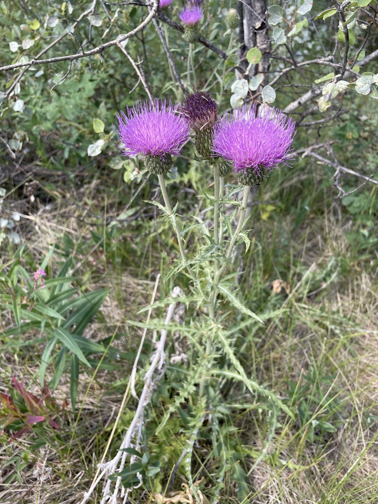 wavyleaf thistle from Banff National Park, Banff, CA-AB-FN, CA-AB, CA ...