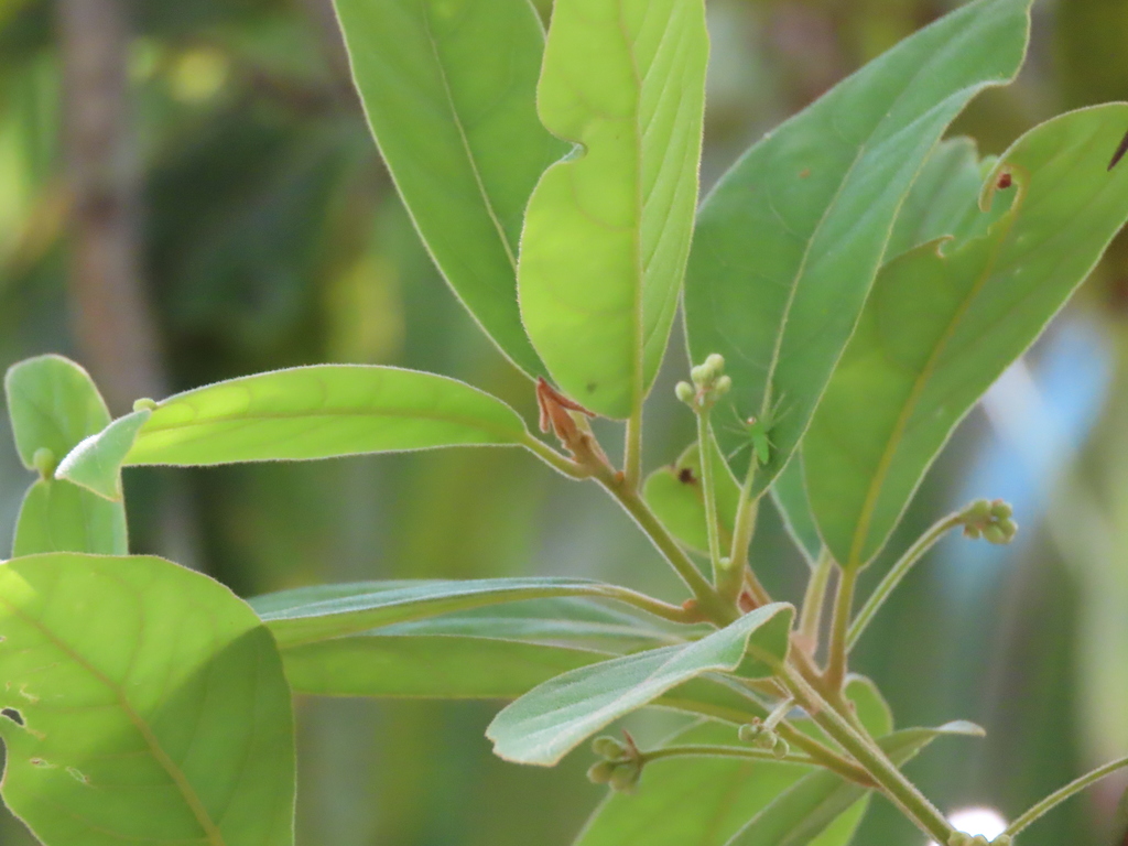 Swamp Bay from Caloosahatchee Creeks Preserve (East), Bayshore Road ...
