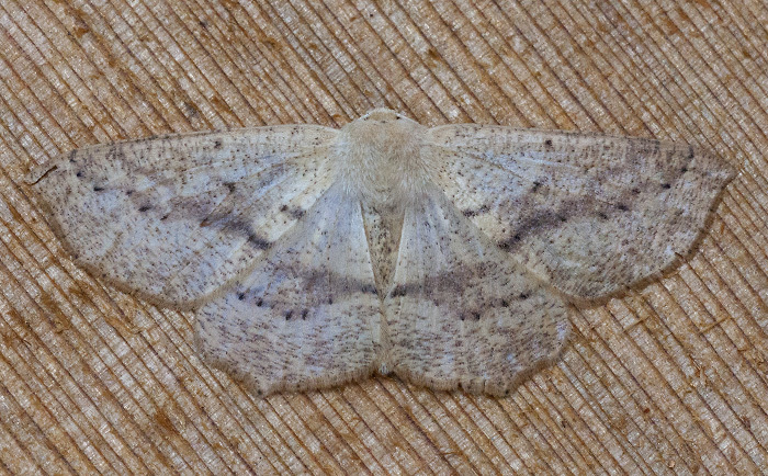 Omnivorous Looper (Moths of Alder Creek Farm) · iNaturalist