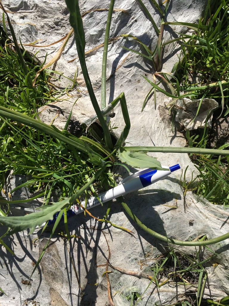 Eryngos from Contra Costa County, CA, USA on March 16, 2022 at 12:51 PM ...