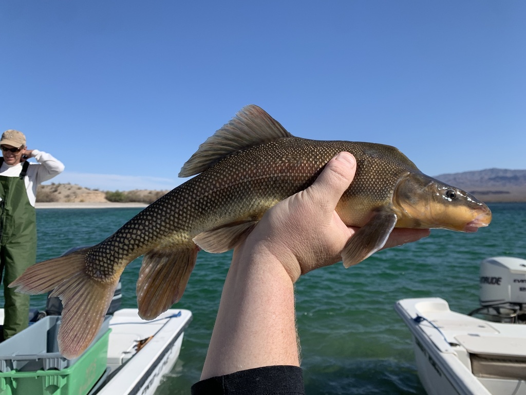 Suckers (Catostomidae) - Marine Life Identification