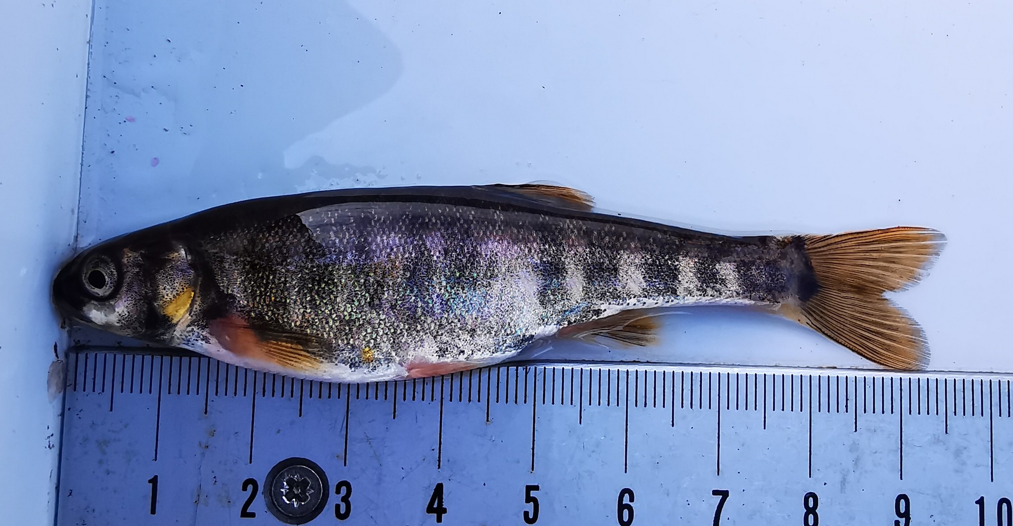 Phoxinus phoxinus (Linnaeus, 1758)