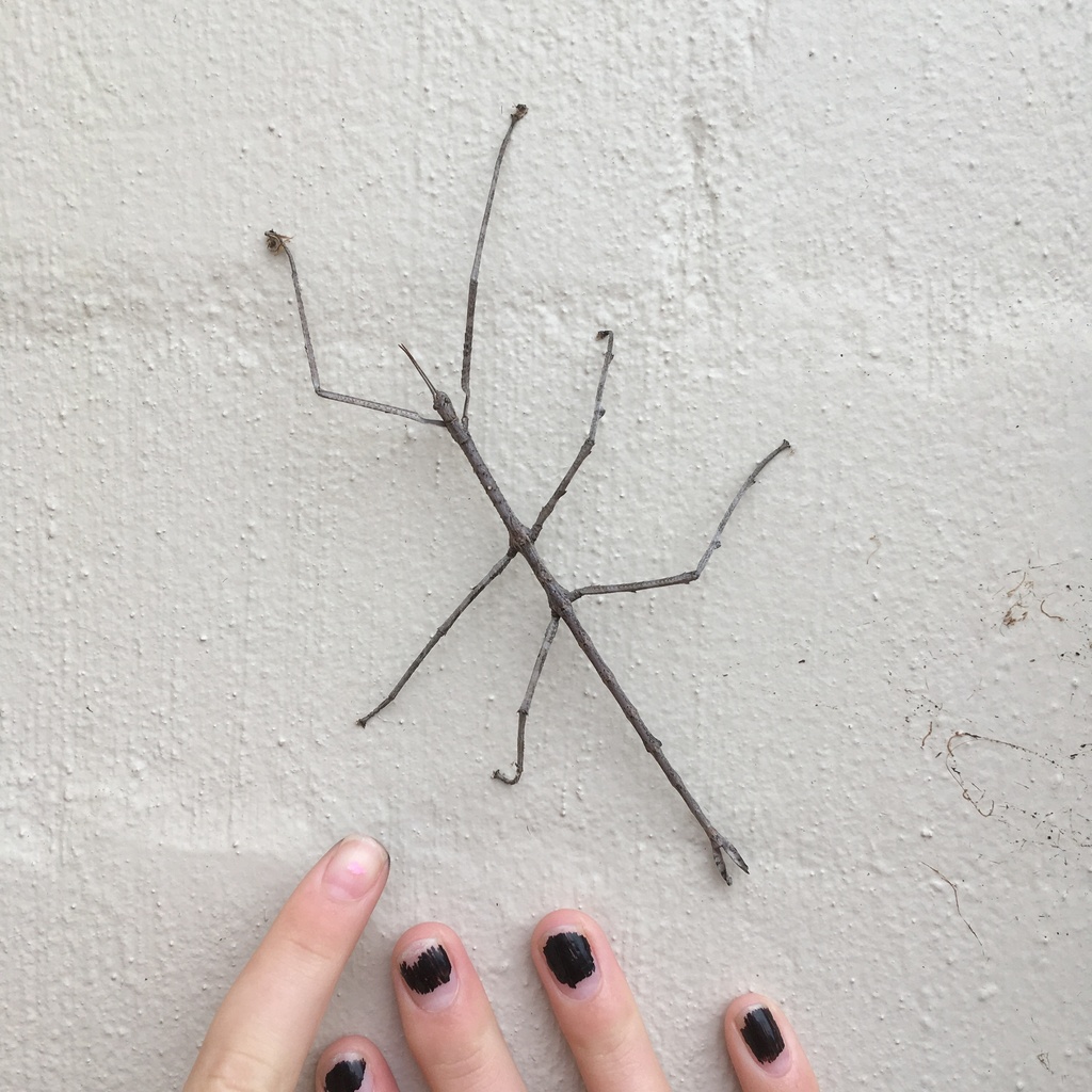 Margin-winged Stick Insect from Anglesea on March 17, 2022 at 08:36 AM ...