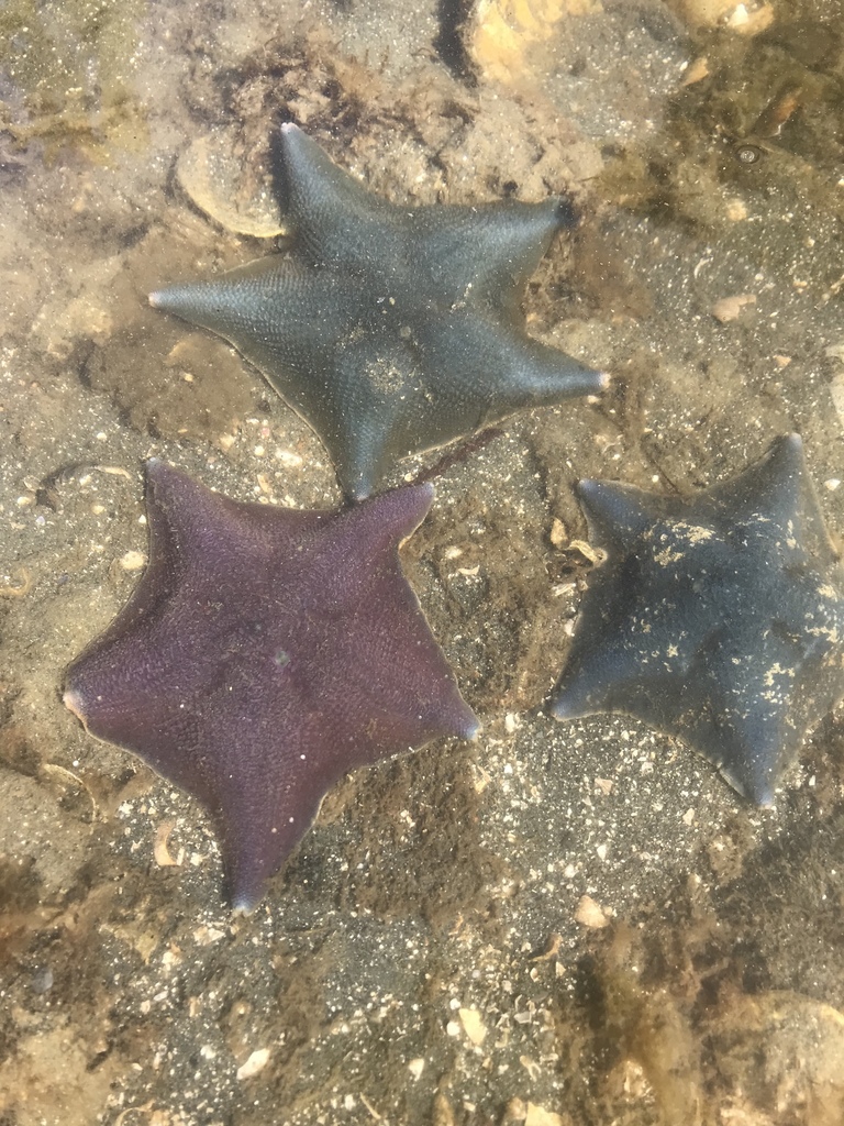 Bat Star from Prince Of Wales-Hyder, , AK, US on May 17, 2018 at 09:47 ...