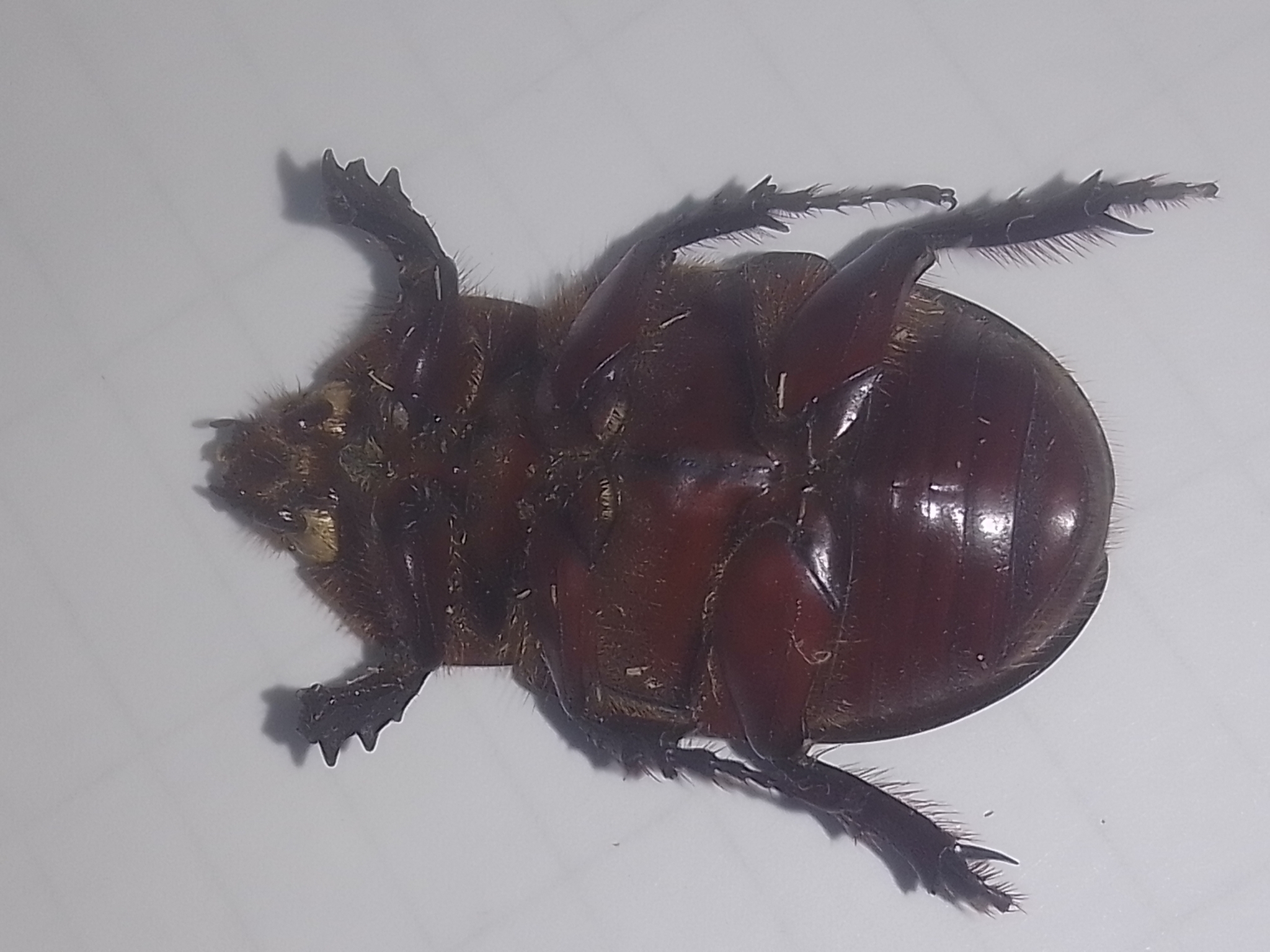 Strategus aloeus (Linnaeus, 1758)