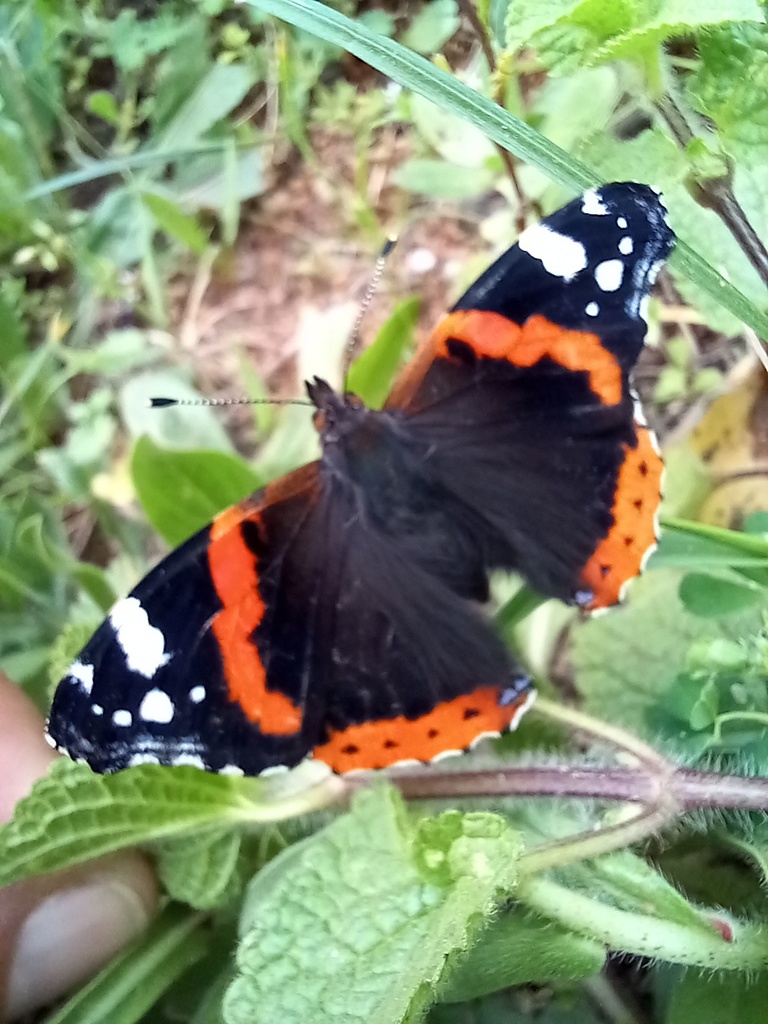 Old World Red Admiral from Pinhal da Paiã on March 17, 2022 at 03:41 PM ...