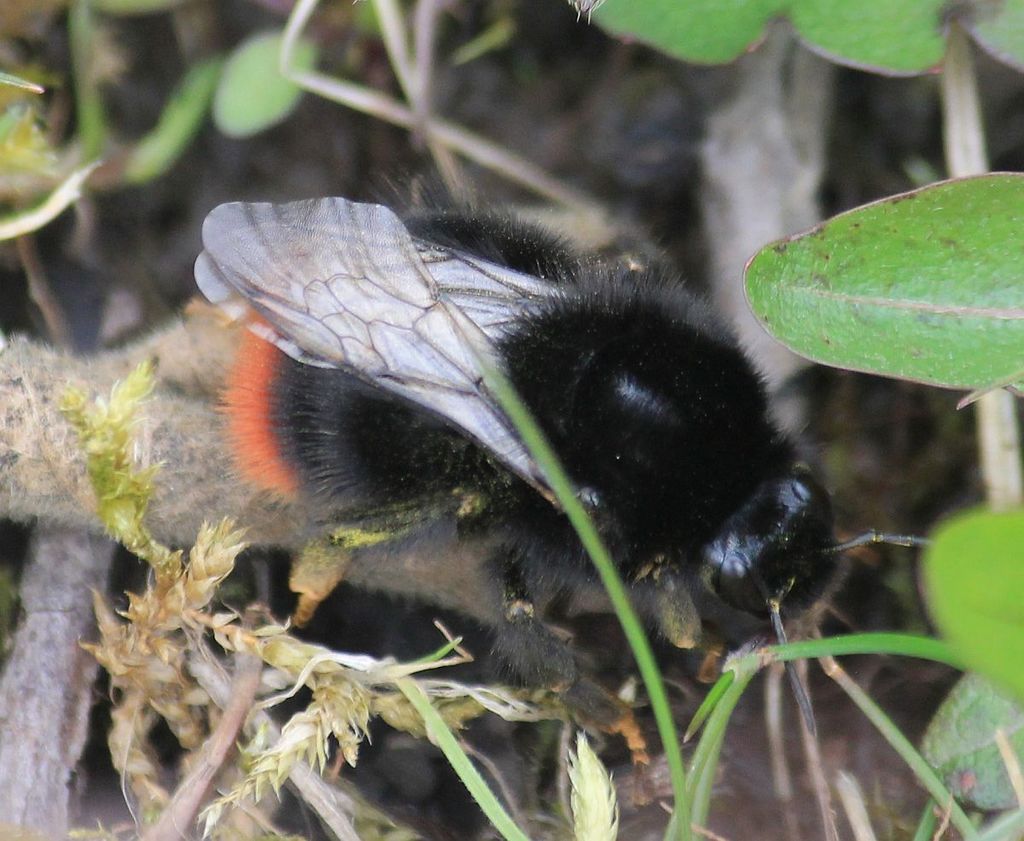 Red-tailed Bumble Bee from Saltwells NNR, Dudley, UK on March 17, 2022 ...