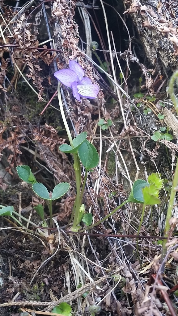 alaska violet (Viola langsdorffii) - Botanical Realm
