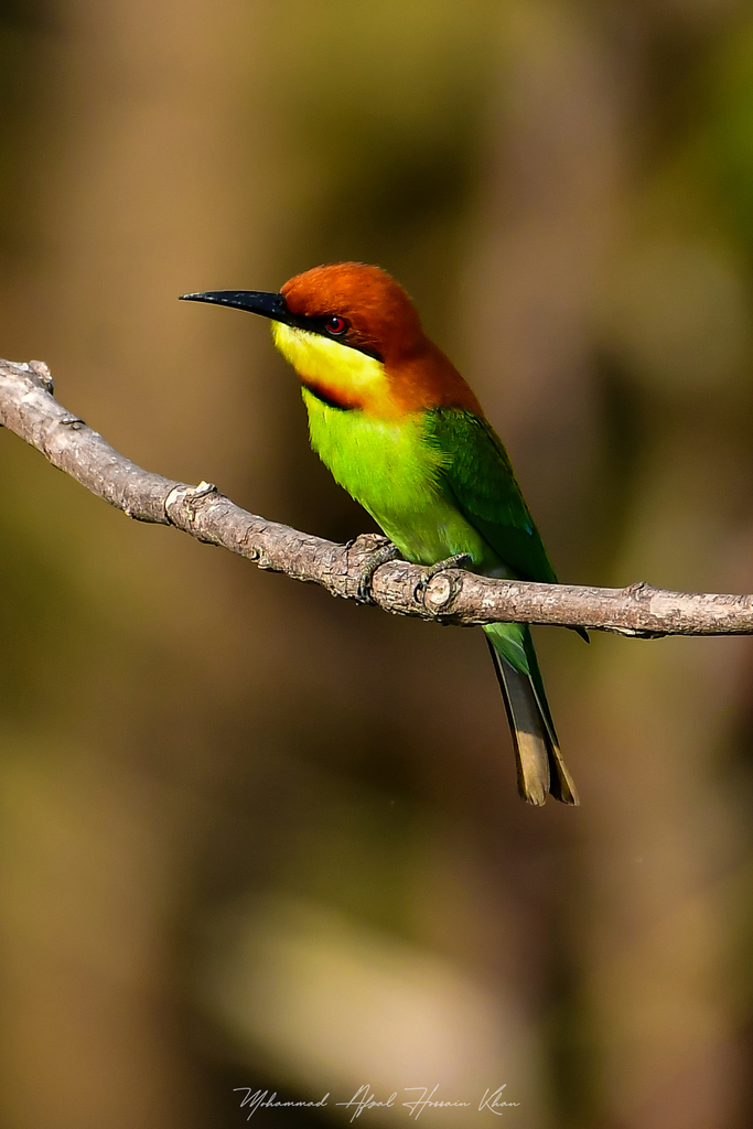 Chestnut-headed Bee-eater (BIRDS OF ACHANAKMAR TIGER RESERVE ...