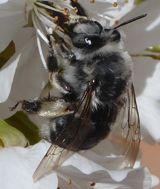 Common Digger Bees from Grand County, UT, USA on April 2, 2017 at 12:25 ...