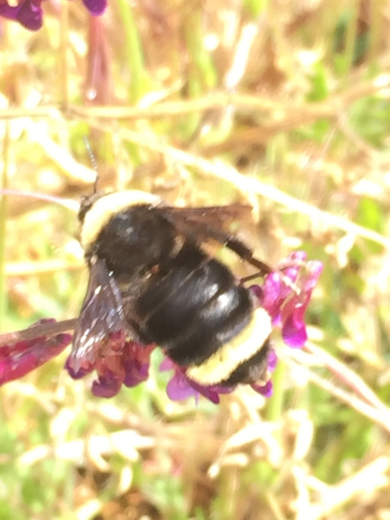 California Bumble Bee from 17932 Lyons Valley Rd, Jamul, CA, US on May 20, 2018 at 02:16 PM by ...