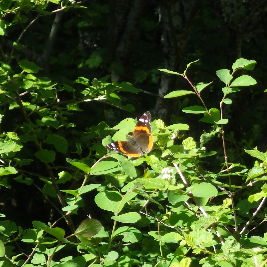 Red Admiral from Washington, United States on May 7, 2015 at 03:17 PM ...