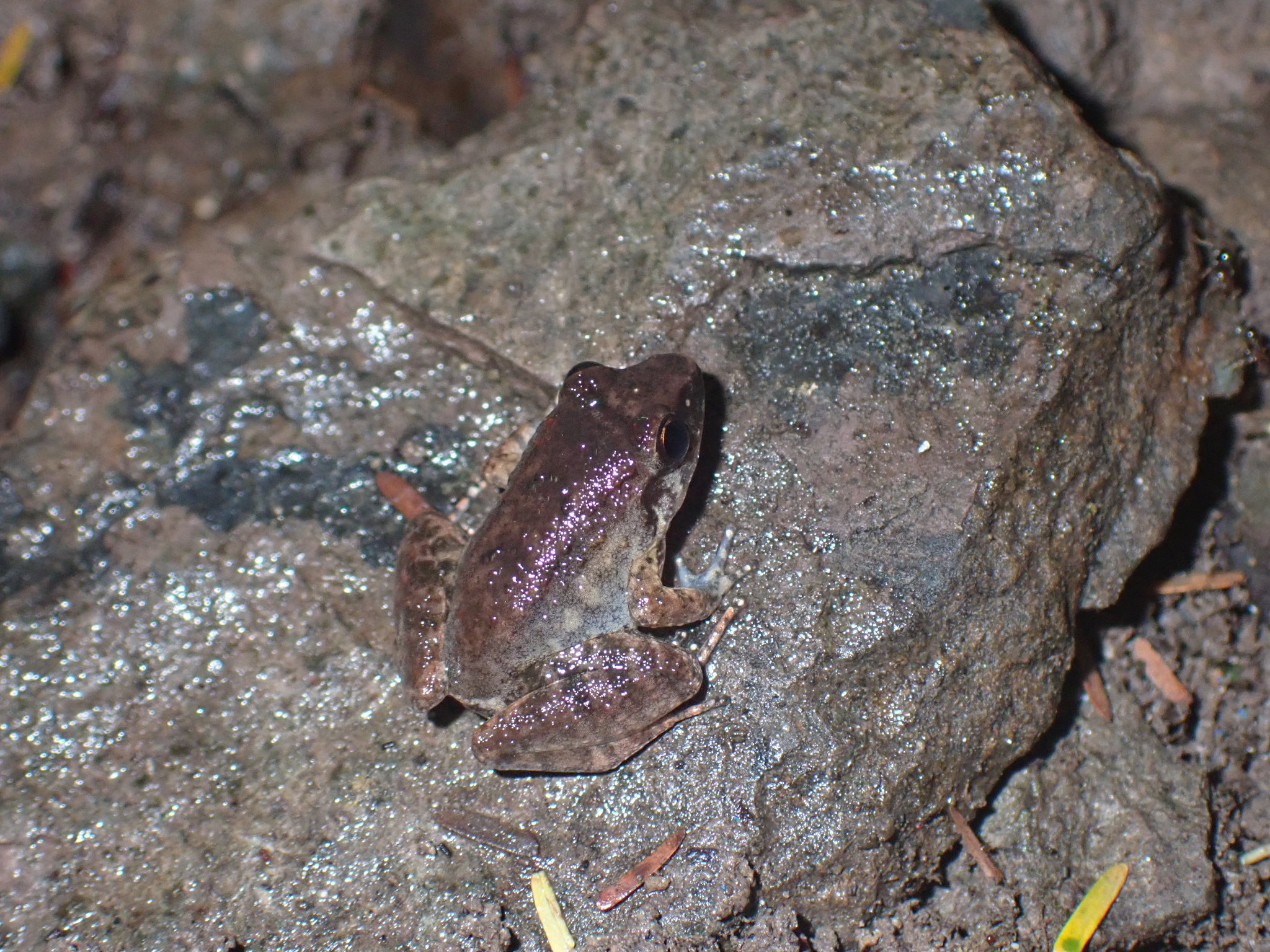 Limnonectes hascheanus (Stoliczka, 1870)