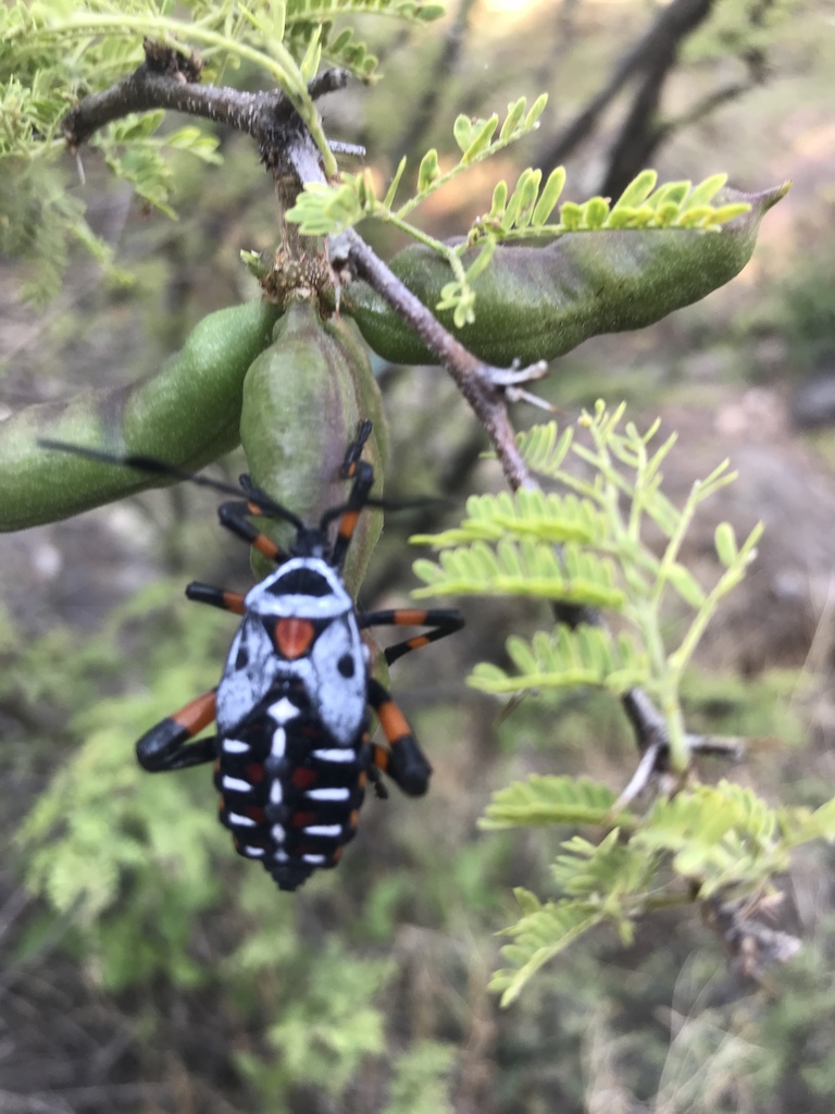 Pachylis gigas from Guanajuato, MX-GJ, MX on May 20, 2018 at 08:49 AM ...
