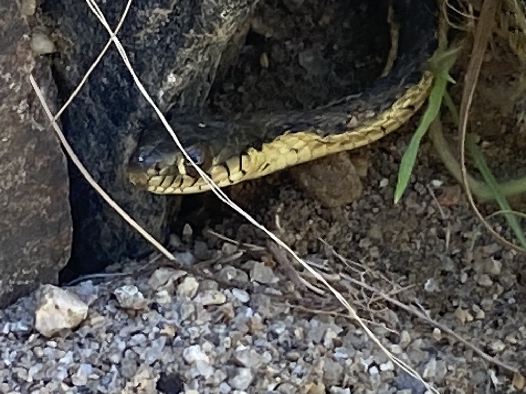 Two-striped Garter Snake in March 2022 by naturedocentintraining ...