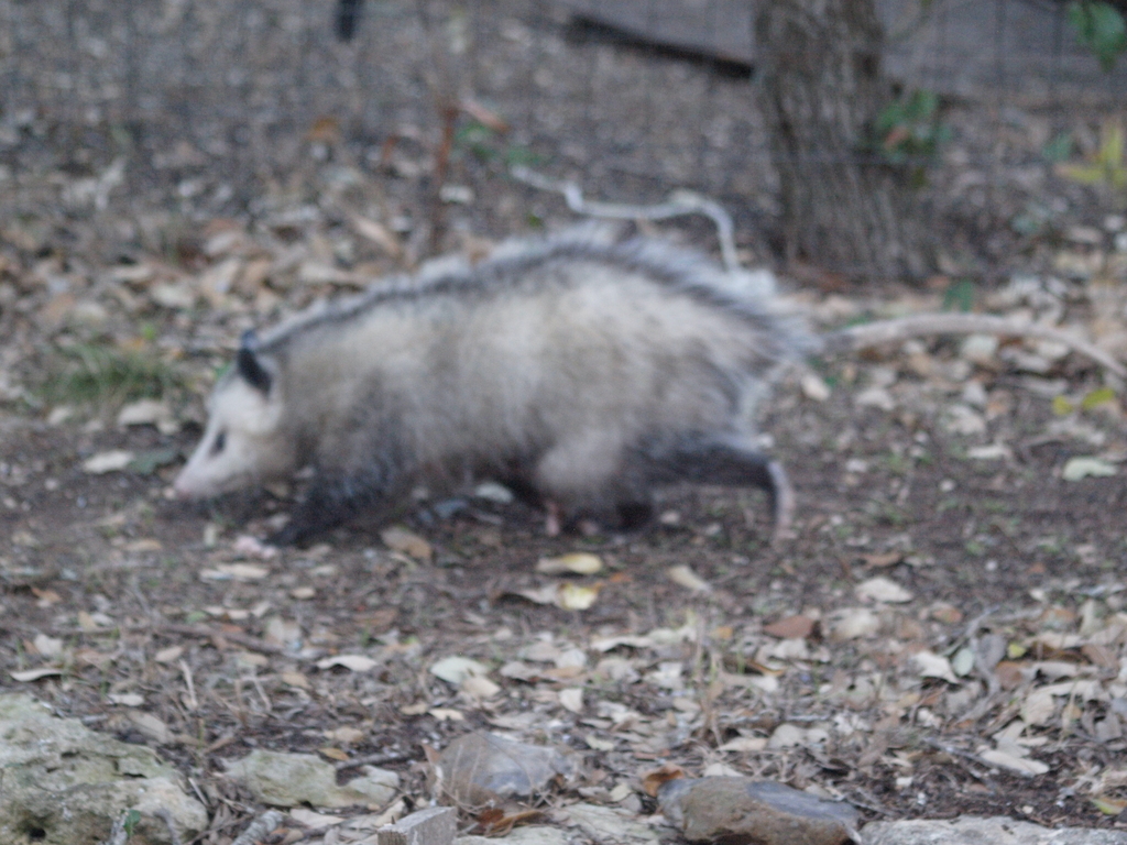 Virginia Opossum from Dripping Springs, TX, USA on March 12, 2022 at 07 ...
