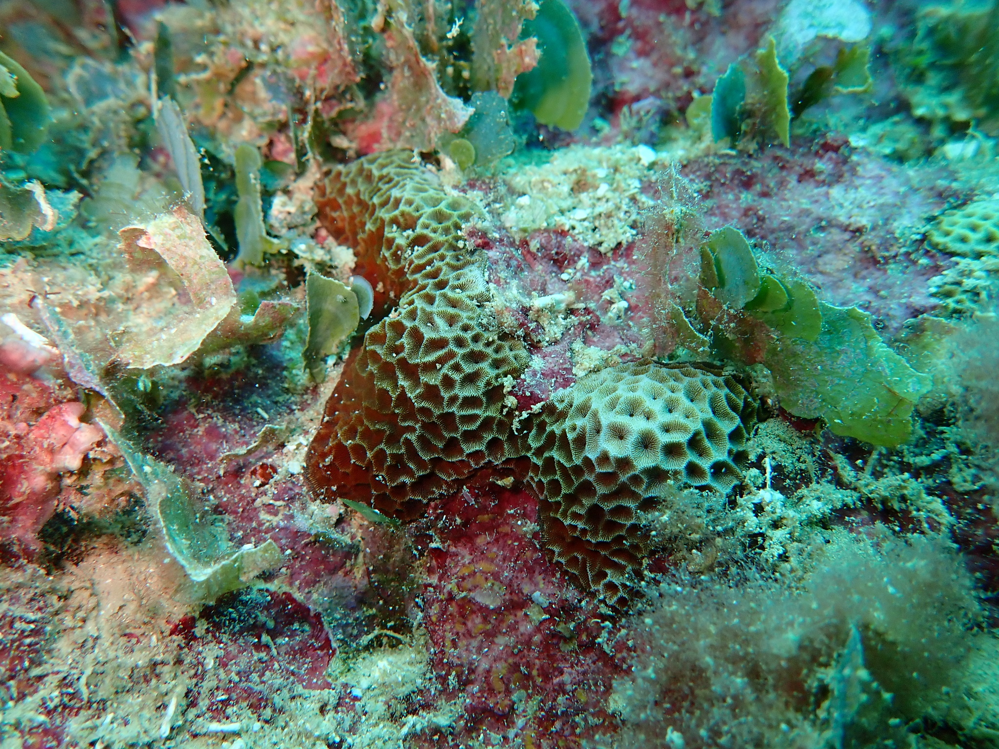 Gardineroseris planulata (Dana, 1846)