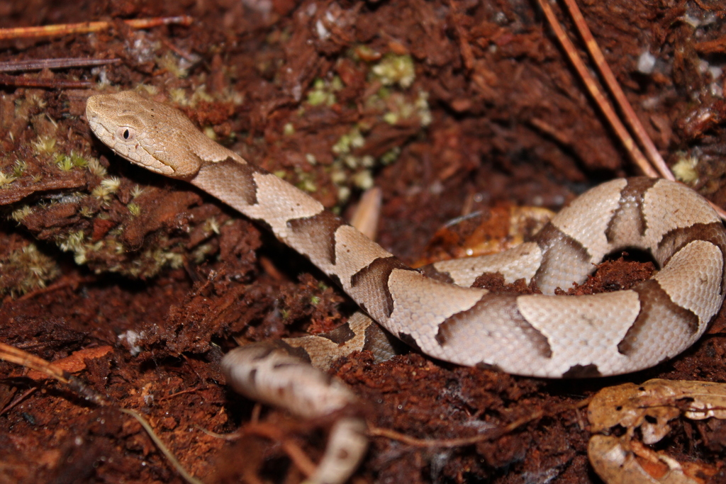 Eastern Copperhead in March 2022 by Dakota Parish. Lifer, juvenile :D ...