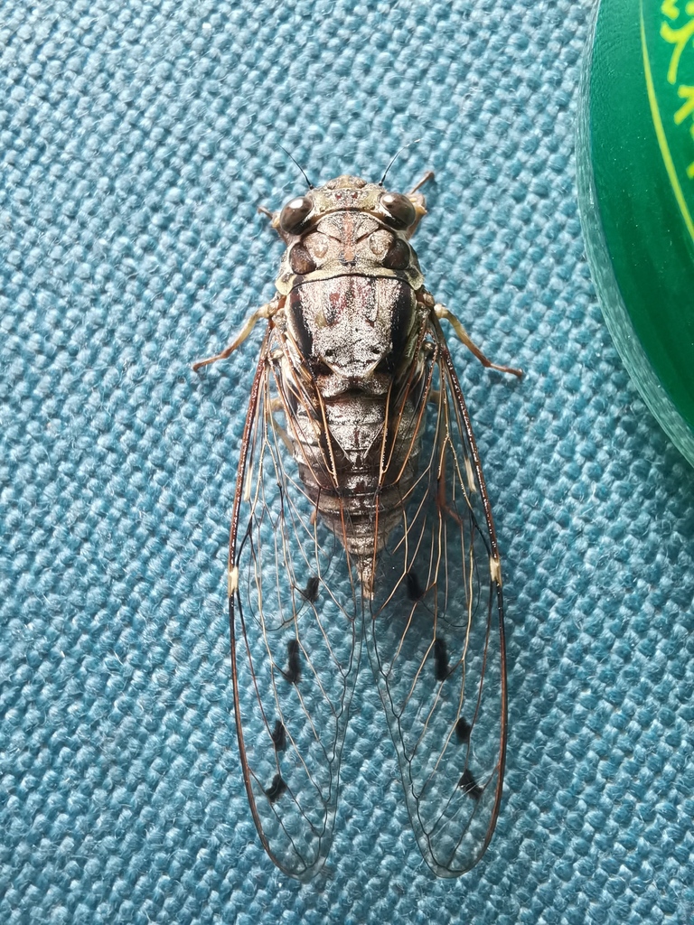 Purana gigas from 中国重庆市 on August 21, 2021 at 04:11 PM by amicius ...